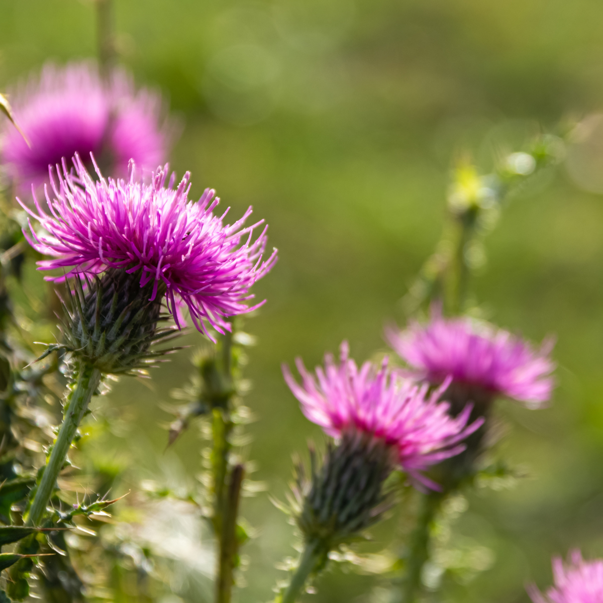 What is Milk Thistle And How Does It Support Liver Function? – MOBU